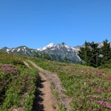 White Pass Pilot Ridge Loop Trail, Washington - 116 Reviews, Map ...
