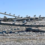 Dungeness Spit Trail, Washington - 1,659 Reviews, Map | AllTrails