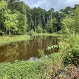 Lake Pine Loop, North Carolina - 1,291 Reviews, Map | AllTrails