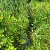 Carbuncle Pond and Moosup River Trail, Rhode Island - 299 Reviews, Map ...