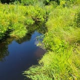 Carbuncle Pond and Moosup River Trail, Rhode Island - 299 Reviews, Map ...