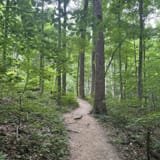 Mossy Ridge Trail, Tennessee - 7,060 Reviews, Map | AllTrails