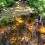 Carbuncle Pond and Moosup River Trail, Rhode Island - 299 Reviews, Map ...