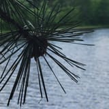 Carbuncle Pond and Moosup River Trail, Rhode Island - 299 Reviews, Map ...