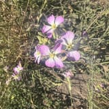 Presidio Loop Trail, California - 1,439 Reviews, Map | AllTrails