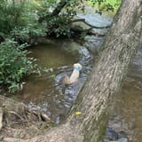 Speedwell Forge Hiking Trail, Pennsylvania - 1,098 Reviews, Map | AllTrails