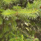 Purisima Creek Redwoods North Ridge Trail, California - 2,359 Reviews ...