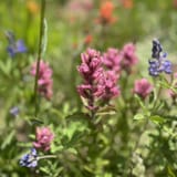 Shrine Ridge Trail, Colorado - 3,318 Reviews, Map | AllTrails