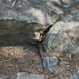 Hidden Rocks, Virginia - 463 Reviews, Map | AllTrails