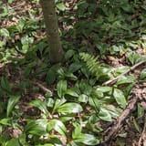 Wolf Rocks Trail, Pennsylvania - 1,401 Reviews, Map | AllTrails