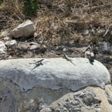 Malaga Lunada Vista Loop, California - 414 Reviews, Map | AllTrails