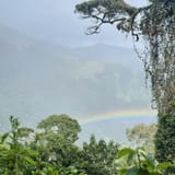 Cocora Valley Loop, Quindío, Colombia - 201 Reviews, Map | AllTrails