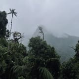 Cocora Valley Loop, Quindío, Colombia - 201 Reviews, Map | AllTrails