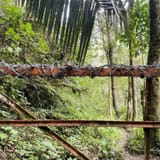 Cocora Valley Loop, Quindío, Colombia - 201 Reviews, Map | AllTrails