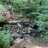 Daniel Ridge Loop, North Carolina - 2,143 Reviews, Map | AllTrails
