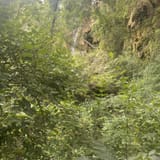 Gorman Falls Trail, Texas - 1,164 Reviews, Map | AllTrails