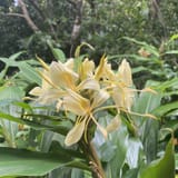 Pauoa Flats via Kalawahine Trail, Oahu, Hawaii - 1,211 Reviews, Map ...