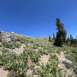 Mount Judah Loop Trail, California - 2,416 Reviews, Map | AllTrails