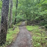 Matrimony Creek Nature Trail, North Carolina - 105 Reviews, Map | AllTrails