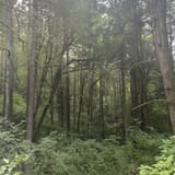 Washington Park Loop, Oregon - 1,869 Reviews, Map | AllTrails