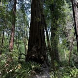 Tall Trees Grove Loop Trail, California - 2,374 Reviews, Map | AllTrails