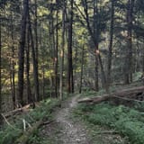 Tracy Ridge Hiking Trail System , Pennsylvania - 349 Reviews, Map ...