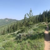 Wasatch Crest Trail, Utah - 363 Reviews, Map | AllTrails