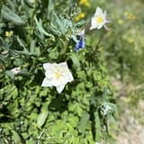 Handies Peak via American Basin Trail, Colorado - 1,151 Reviews, Map ...