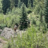 Officers Gulch, Colorado - 782 Reviews, Map | AllTrails