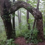 Appalachian Trail: Woody Gap to Neel Gap, Georgia - 556 Reviews, Map ...