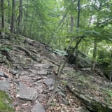 Tanbark Loop, New York - 684 Reviews, Map | AllTrails