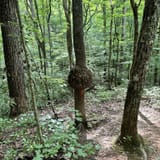 Pine Log Creek Trail, Georgia - 2,623 Reviews, Map | AllTrails