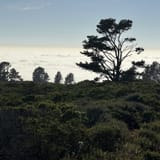 Sweeney Ridge Trail via Mori Ridge, California - 1,522 Reviews, Map ...
