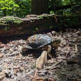 Cat Gap Loop Trail, North Carolina - 746 Reviews, Map | AllTrails