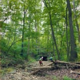Millennium Trail, Kentucky - 449 Reviews, Map | AllTrails