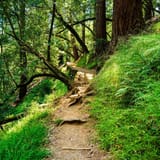 Dipsea Trail, Steep Ravine Trail, and Matt Davis Loop, California ...