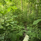 Aman Park Loop, Michigan - 1,677 Reviews, Map | AllTrails