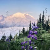 Silver Forest Trail, Washington - 566 Reviews, Map | AllTrails