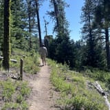 Swauk Forest Discovery Trail, Washington - 434 Reviews, Map | AllTrails