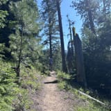 Swauk Forest Discovery Trail, Washington - 434 Reviews, Map | AllTrails