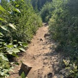 Heart Creek Trail, Alberta, Canada - 3,749 Reviews, Map | AllTrails