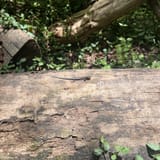 Carderock Park Loop, Maryland - 1,354 Reviews, Map | AllTrails