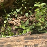 Carderock Park Loop, Maryland - 1,354 Reviews, Map | AllTrails