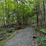 Limberlost Trail, Virginia - 974 Reviews, Map | AllTrails