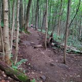 Mount Arab Trail, New York - 2,464 Reviews, Map | AllTrails