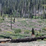 Mono Meadow Trail, California - 83 Reviews, Map | AllTrails