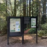 Stout Memorial Grove Trail, California - 2,921 Reviews, Map | AllTrails