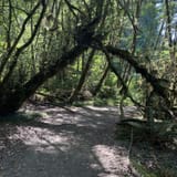 Stout Memorial Grove Trail, California - 2,921 Reviews, Map | AllTrails