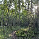 Ben Tyler Trail, Colorado - 722 Reviews, Map | AllTrails