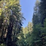 Rockefeller Loop Trail, California - 715 Reviews, Map | AllTrails